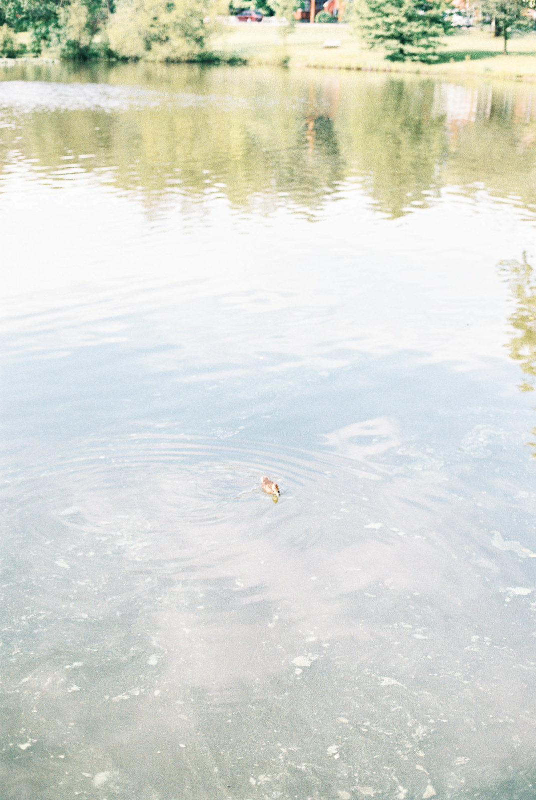 Andria + Andrew Tiles Park Ashley Carrington Photography